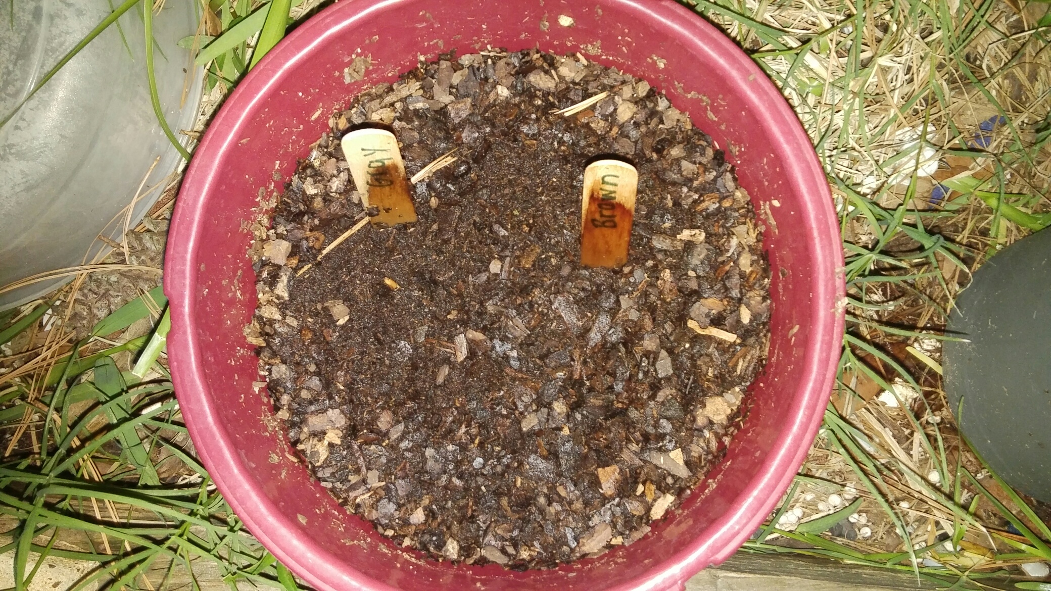 Growing Nickernuts – Greenbean