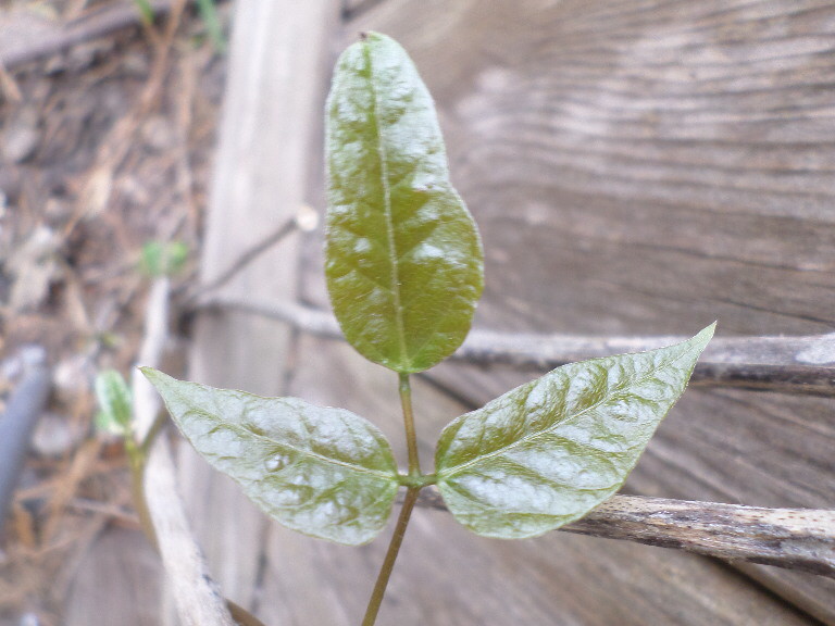 Growing Mucunas – Greenbean