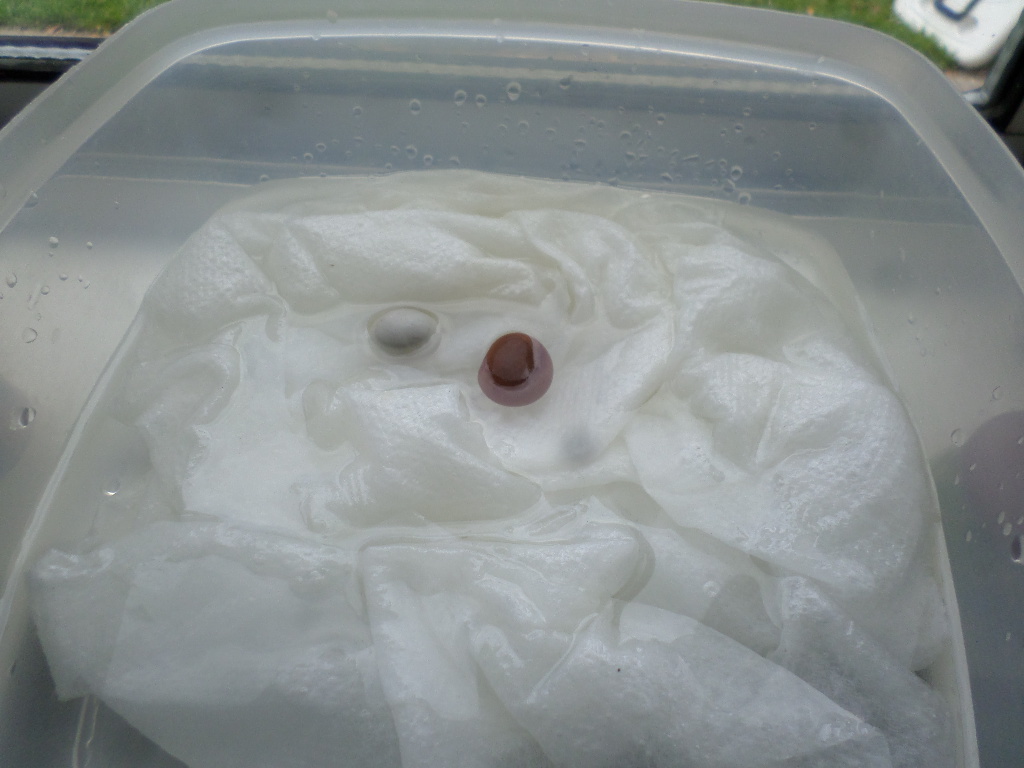 Growing Nickernuts – Greenbean