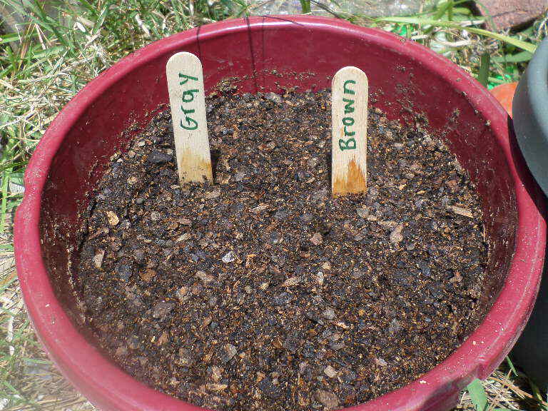 Growing Nickernuts – Greenbean